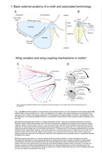 Macro Moth Anatomy – www.derbyshiremoths.org