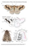 Macro Moth Anatomy – www.derbyshiremoths.org